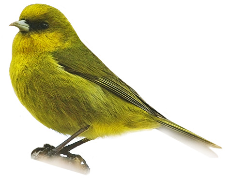 Meet The Birds – Kauai Forest Bird Recovery Project