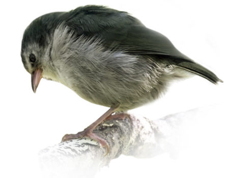 ‘Akikiki – Kauai Forest Bird Recovery Project