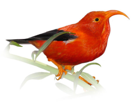 ‘I’iwi – Kauai Forest Bird Recovery Project