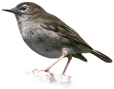 Puaiohi – Kauai Forest Bird Recovery Project