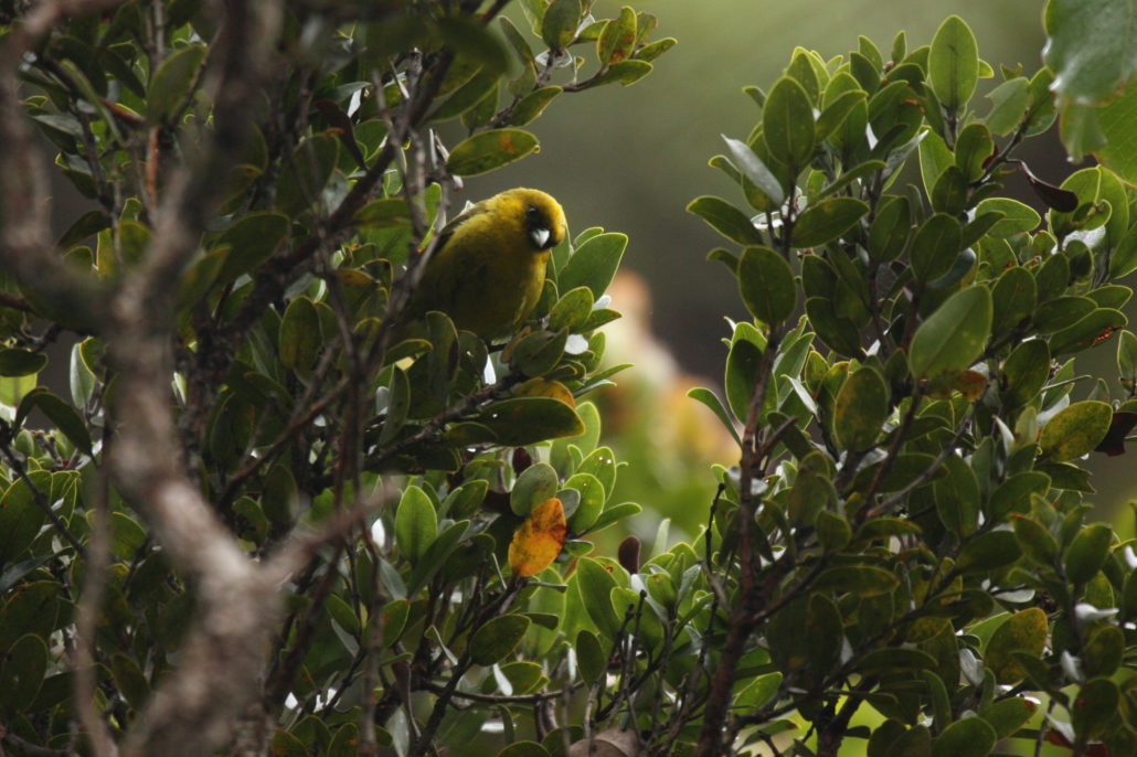 Featured in Ka Wai Ola: Native Hawaiian Forest Birds Fight For Survival ...