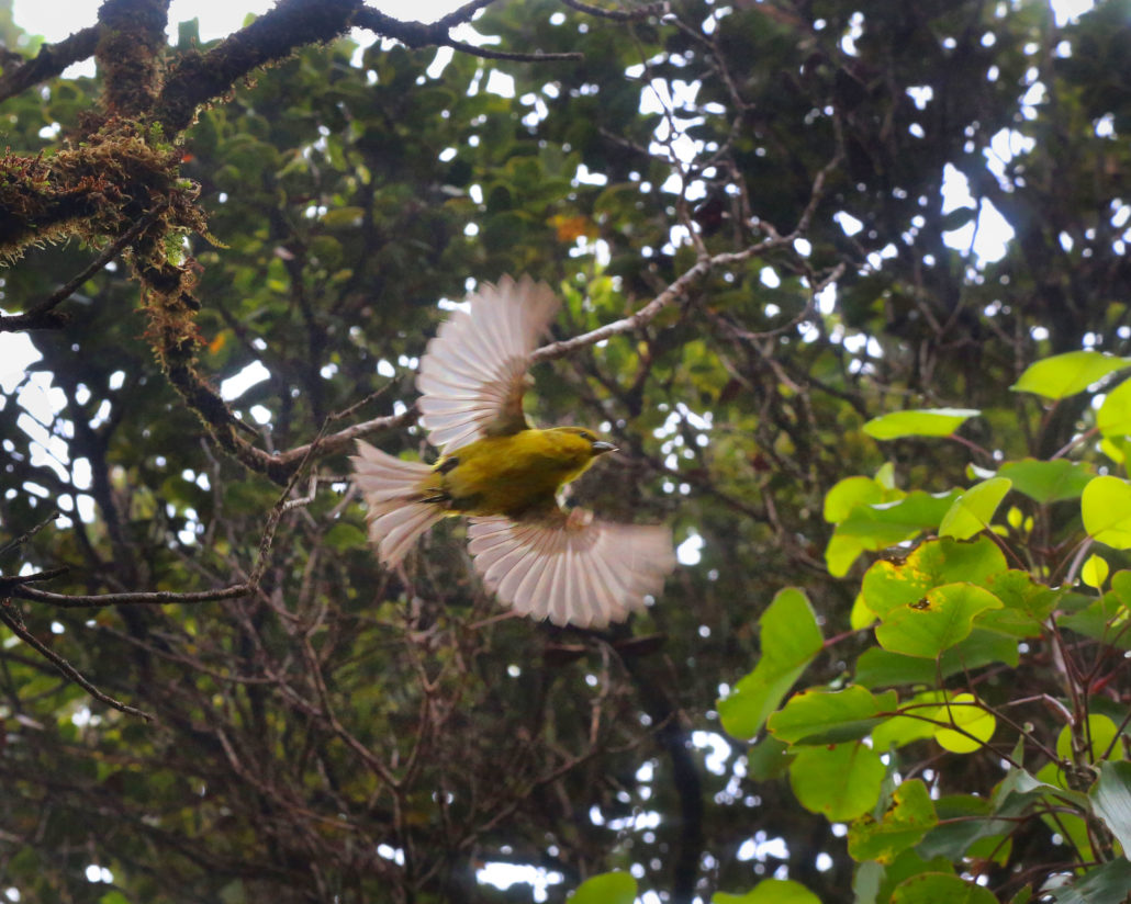 ALL HANDS EFFORT TO SAVE KAUAʻI BIRDS FROM EXTINCTION – Kauai Forest ...