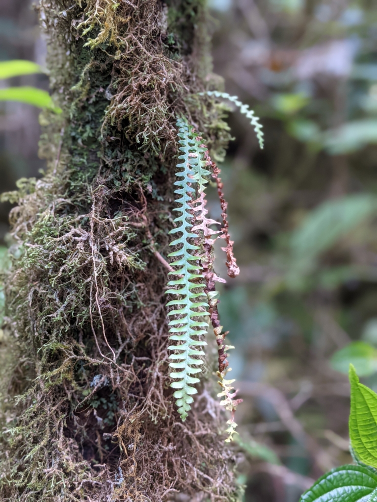 Nearly Extinct Fern Found on Kaua’i – Kauai Forest Bird Recovery Project