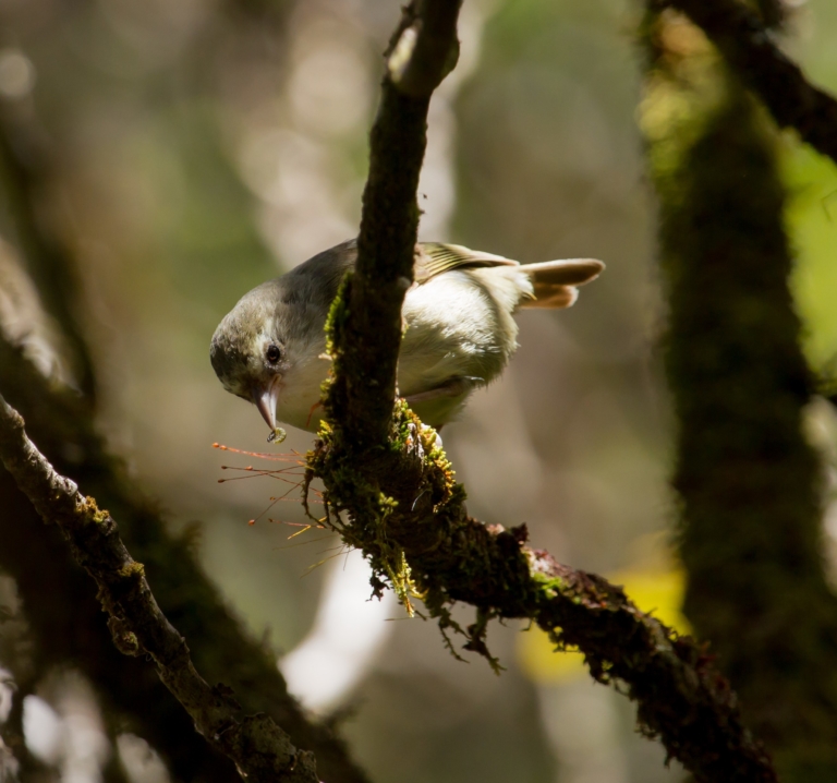 Endangered ʻAkikiki Will Move to Maui for Breeding Program – Kauai ...
